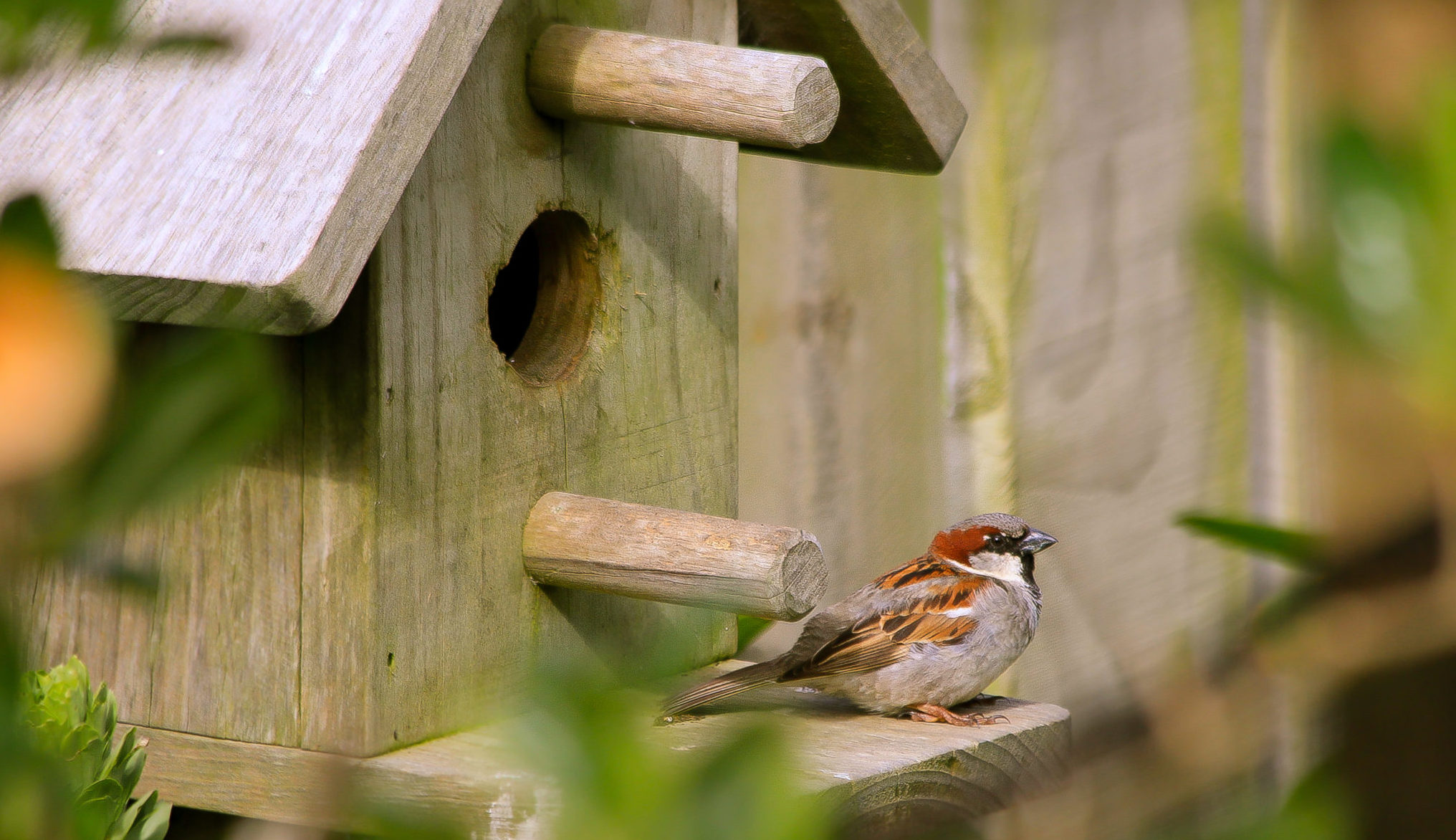 5 PROVEN Ways to STOP House Sparrows at Your Feeders! - Bird Watching HQ