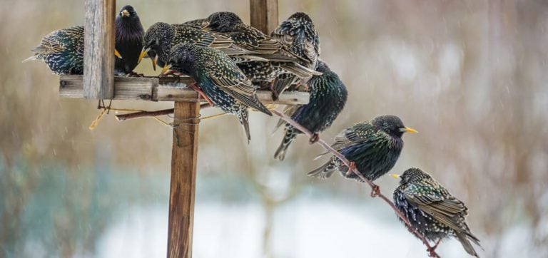 35 MOST Common Birds in Indiana! (2023) - Bird Watching HQ