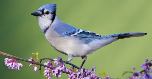 Blue Jay Calls (Learn 4 Common Sounds) - Bird Watching HQ
