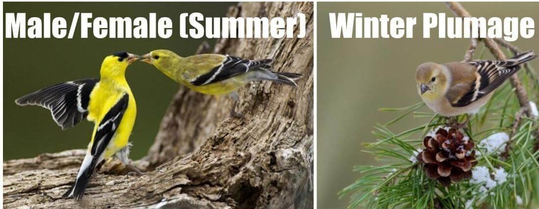 33 Birds You Can See in WINTER in Iowa (2025) - Bird Watching HQ