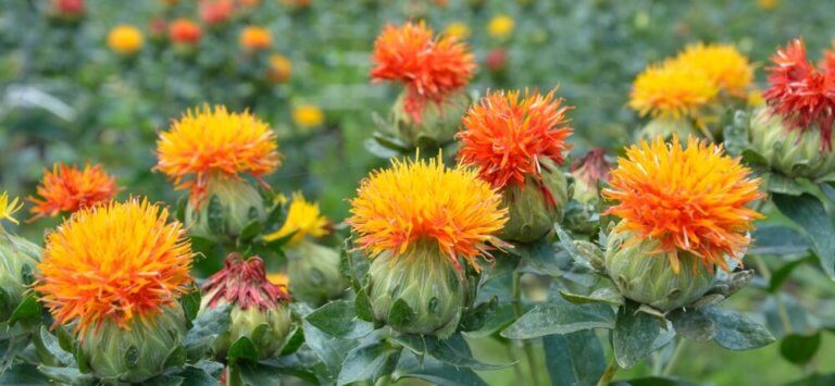 Safflower Seed 101: Everything You Need To Know! - Bird Watching HQ