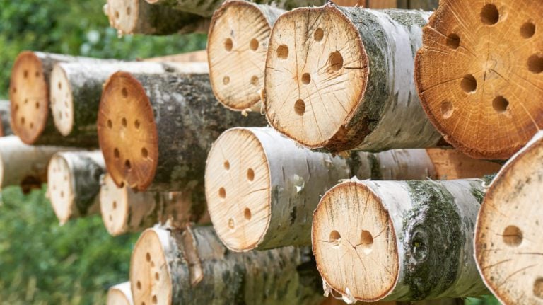 Bee Houses 101: Where to buy & how to use them! [2025] - Bird Watching HQ