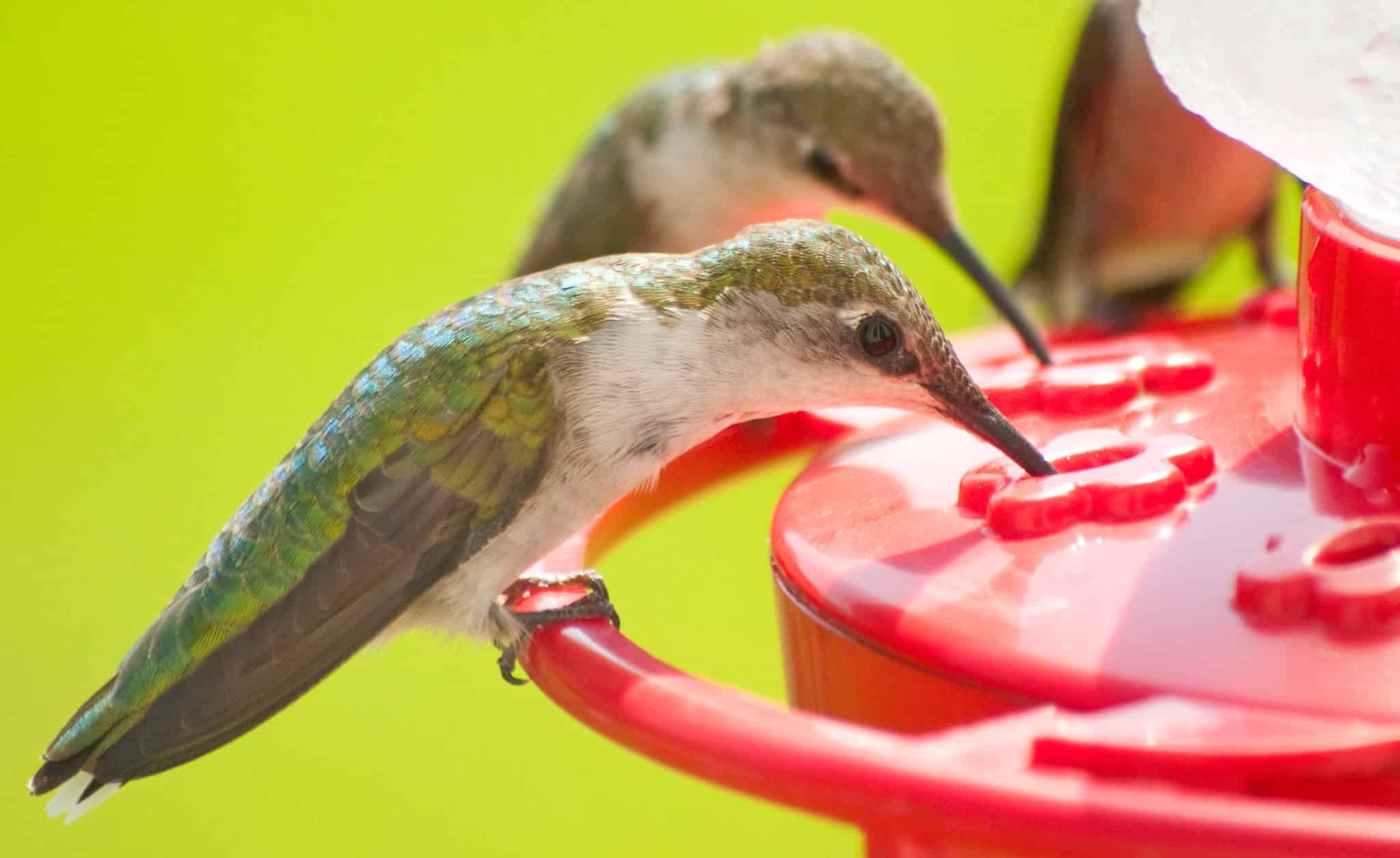 3 LIVE Hummingbird Cams (Watch hummers RIGHT NOW) - Bird Watching HQ