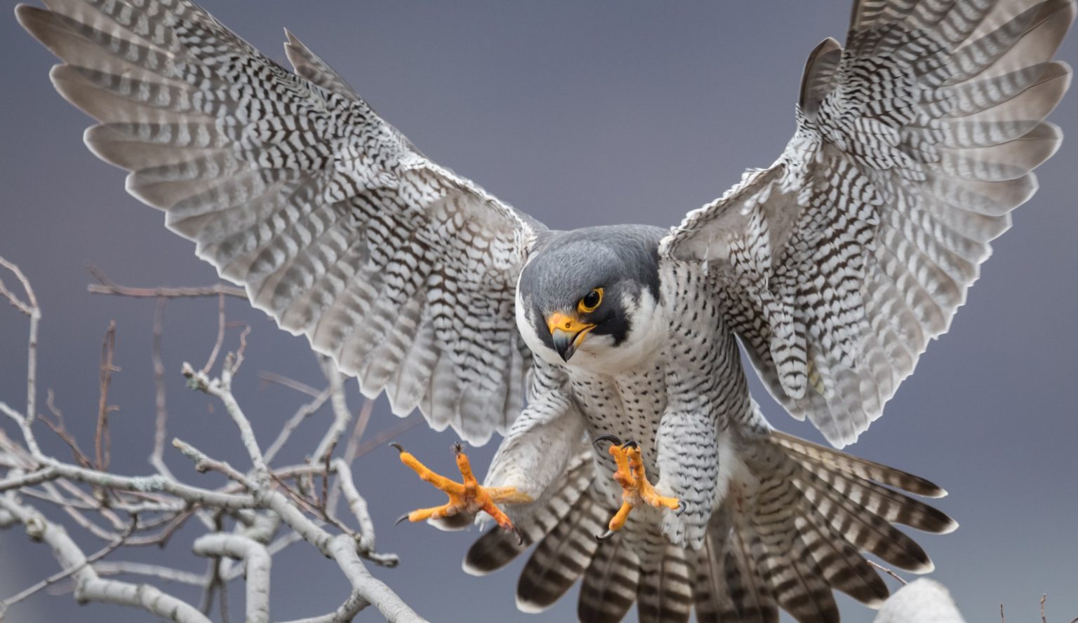 5 LIVE Falcon Cams From Around the World! (2025) - Bird Watching HQ