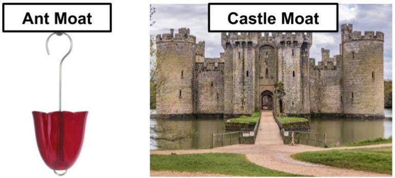 25 PROVEN Tips For Attracting Hummingbirds! (2025 Guide) - Bird Watching HQ