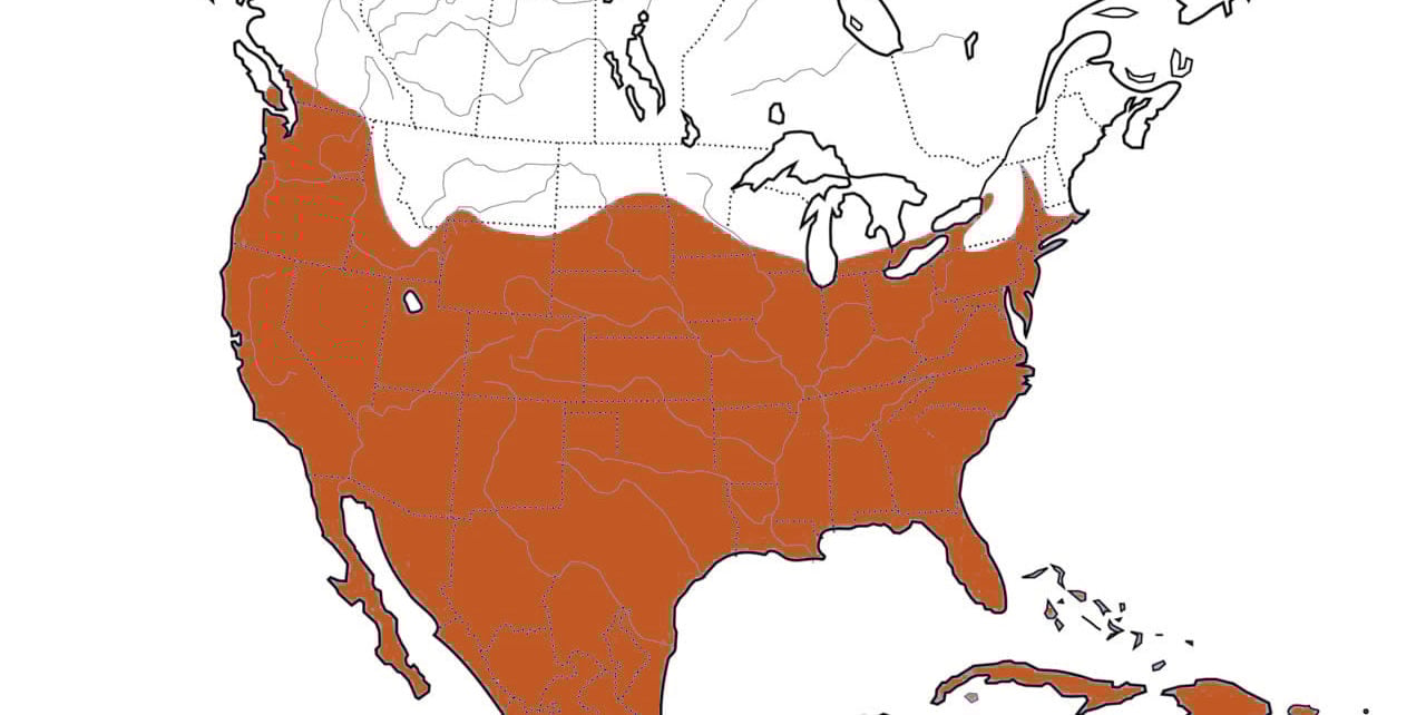 14 Owl Species That Live in Washington! (2023) - Bird Watching HQ