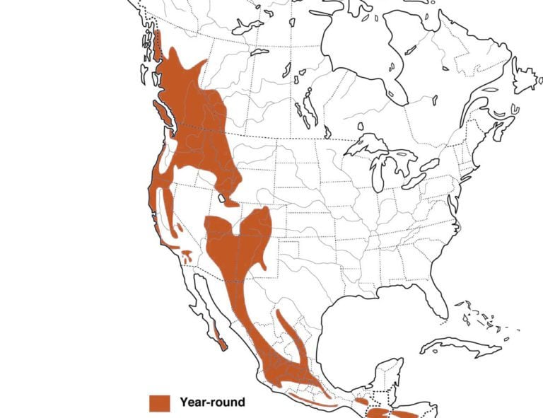 14 Owl Species That Live in Washington! (2023) - Bird Watching HQ