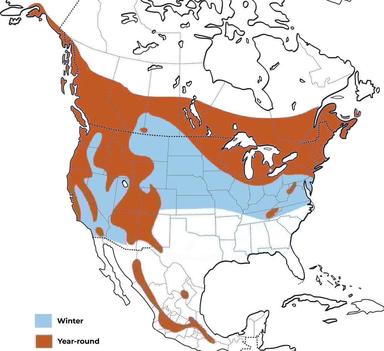 14 Owl Species That Live in Washington! (2023) - Bird Watching HQ