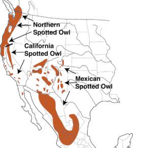 13 Owl Species That Live in Texas! (2025) - Bird Watching HQ
