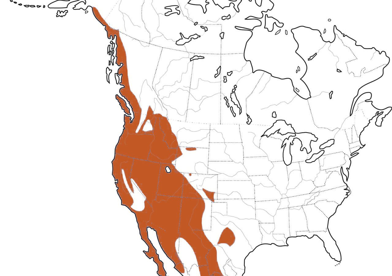 13 Owl Species That Live in Oregon! (2023) - Bird Watching HQ