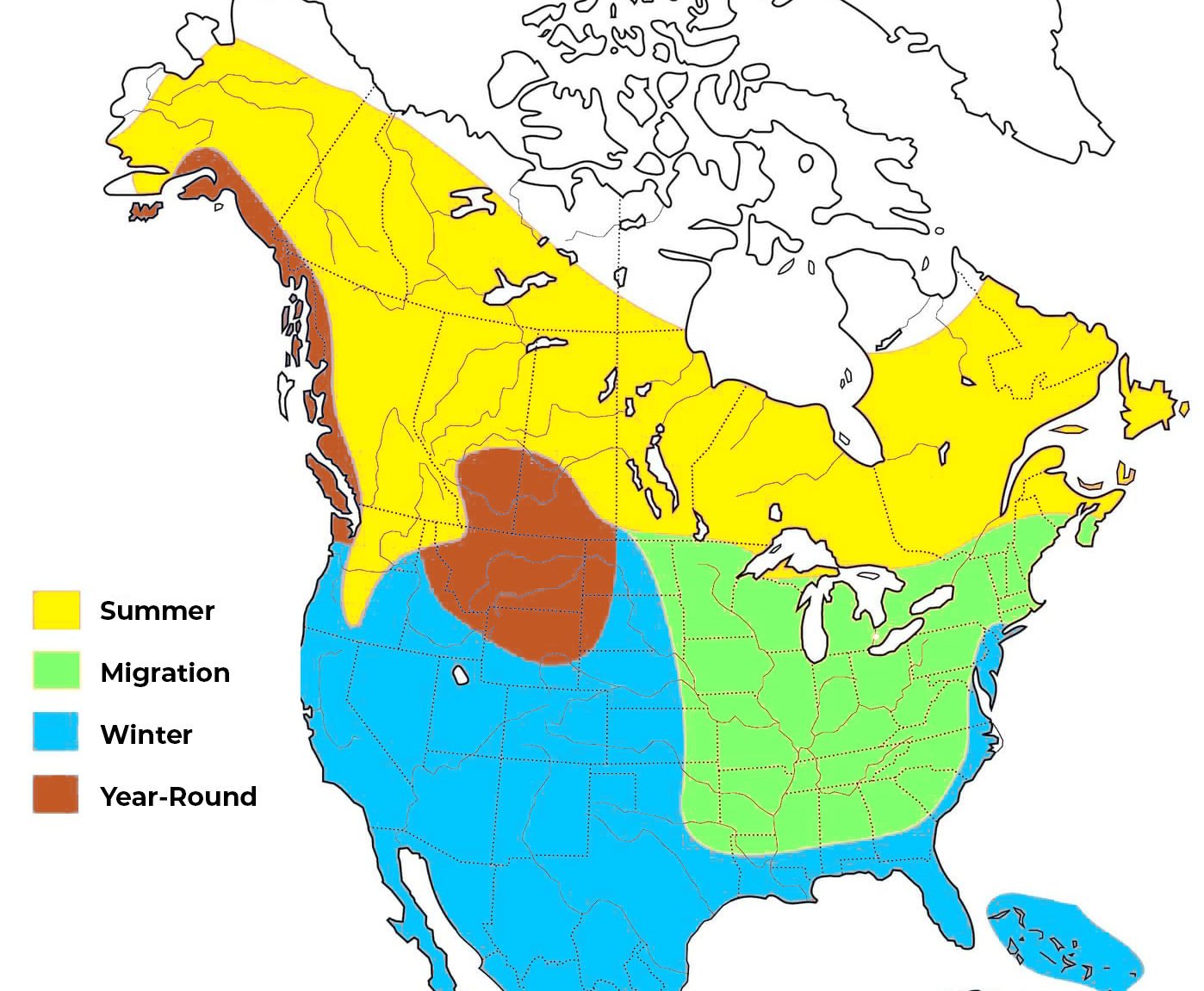 5 Types of Falcons That Live in Washington! (state) - Bird Watching HQ