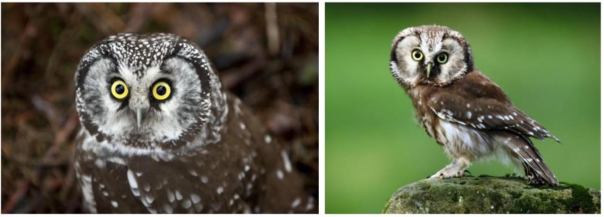 13 Owl Species That Live in Russia! (2026) - Bird Watching HQ