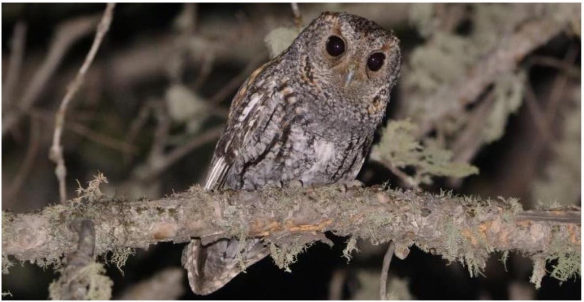 14 Owl Species That Live in Washington! (2023) - Bird Watching HQ