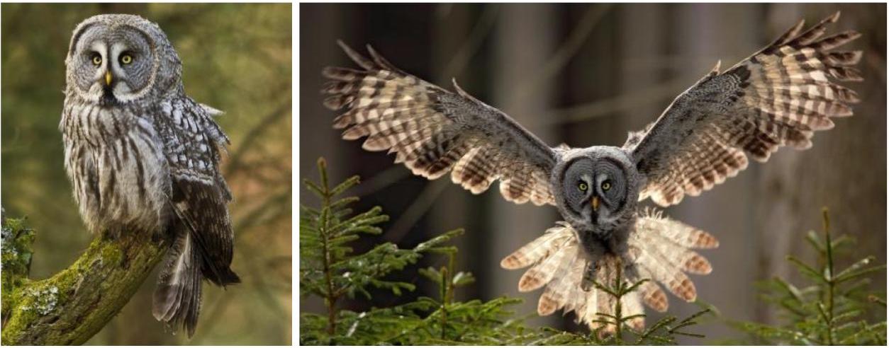 13 Owl Species That Live in Russia! (2026) - Bird Watching HQ