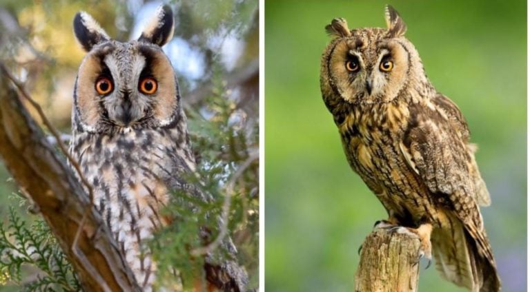 12 Owl Species That Live in Arizona! (2025) - Bird Watching HQ