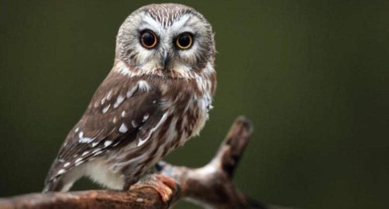 8 Owl Species That Live in Ohio! (2025) - Bird Watching HQ