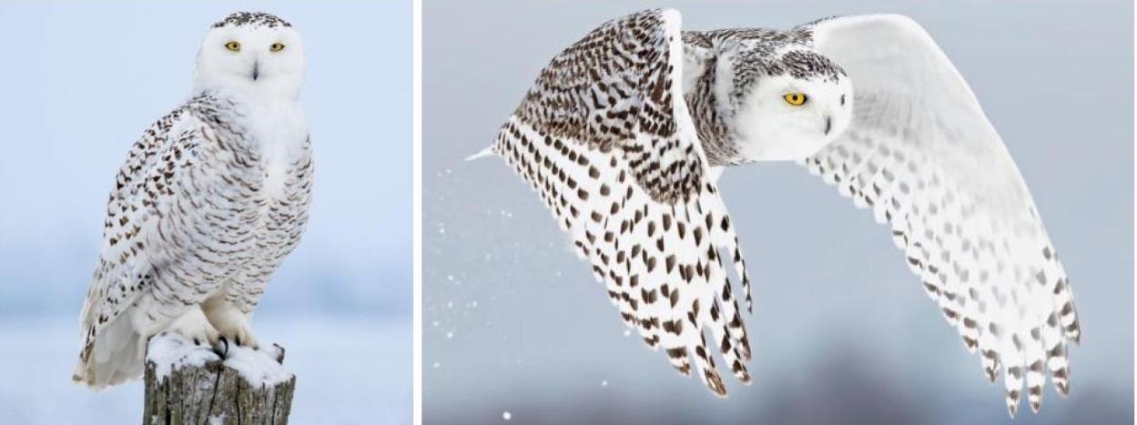 13 Owl Species That Live in Russia! (2025) - Bird Watching HQ