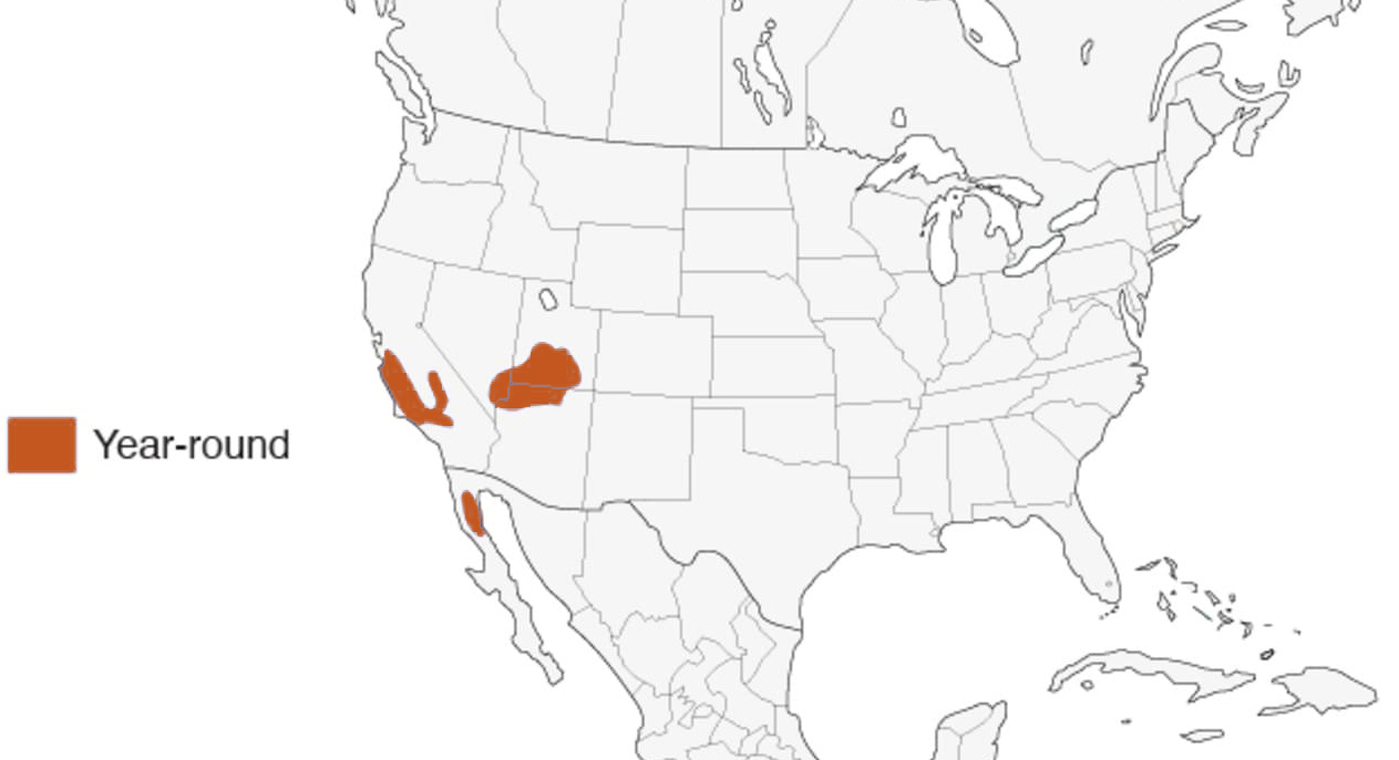 10 MOST Common Birds in the Grand Canyon (2024) - Bird Watching HQ