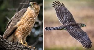 19 Birds of Prey Found in Virginia! (COMMON) - Bird Watching HQ