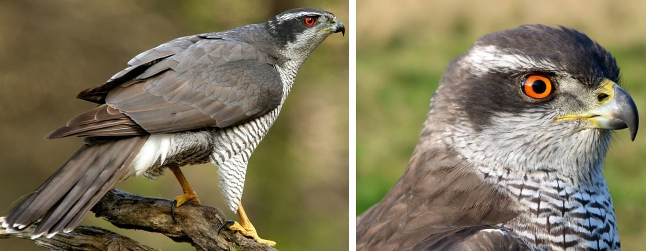 9 Types of Hawks That Live in Michigan! (ID Guide) - Bird Watching HQ