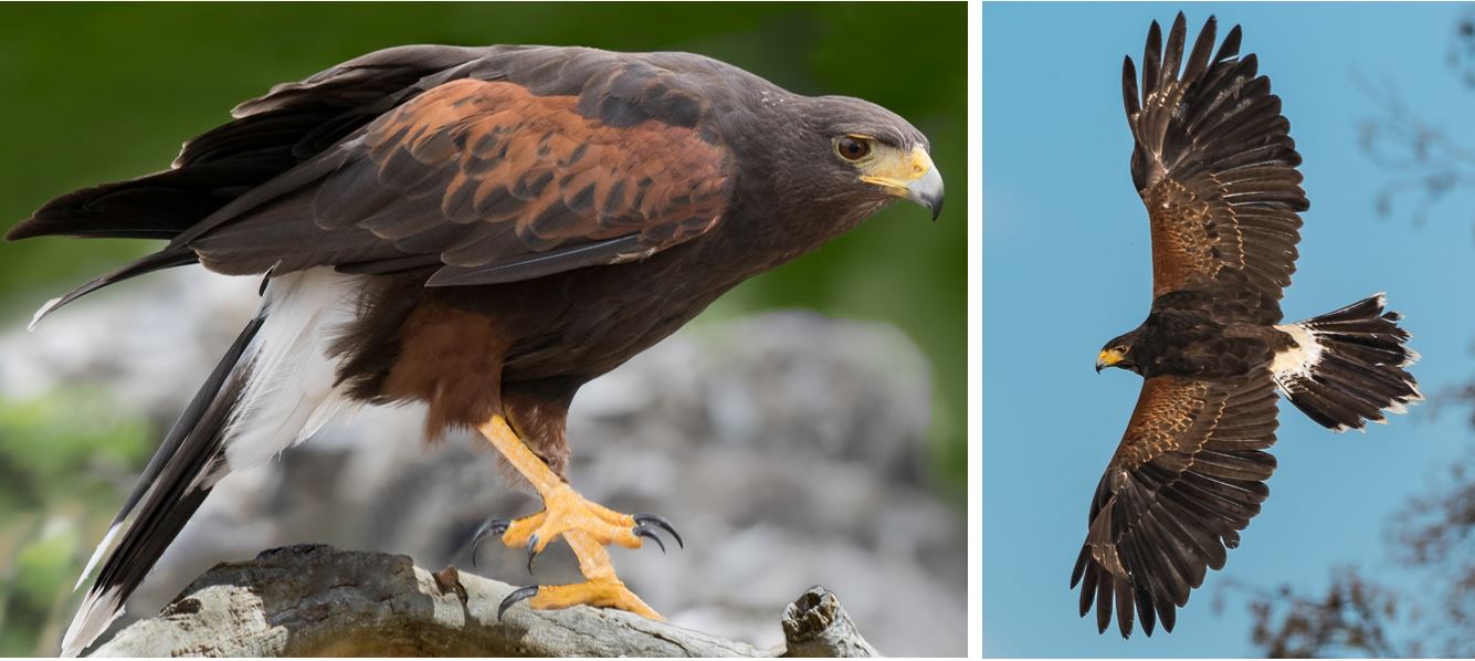 17 Types of Hawks in the United States! (2025) - Bird Watching HQ