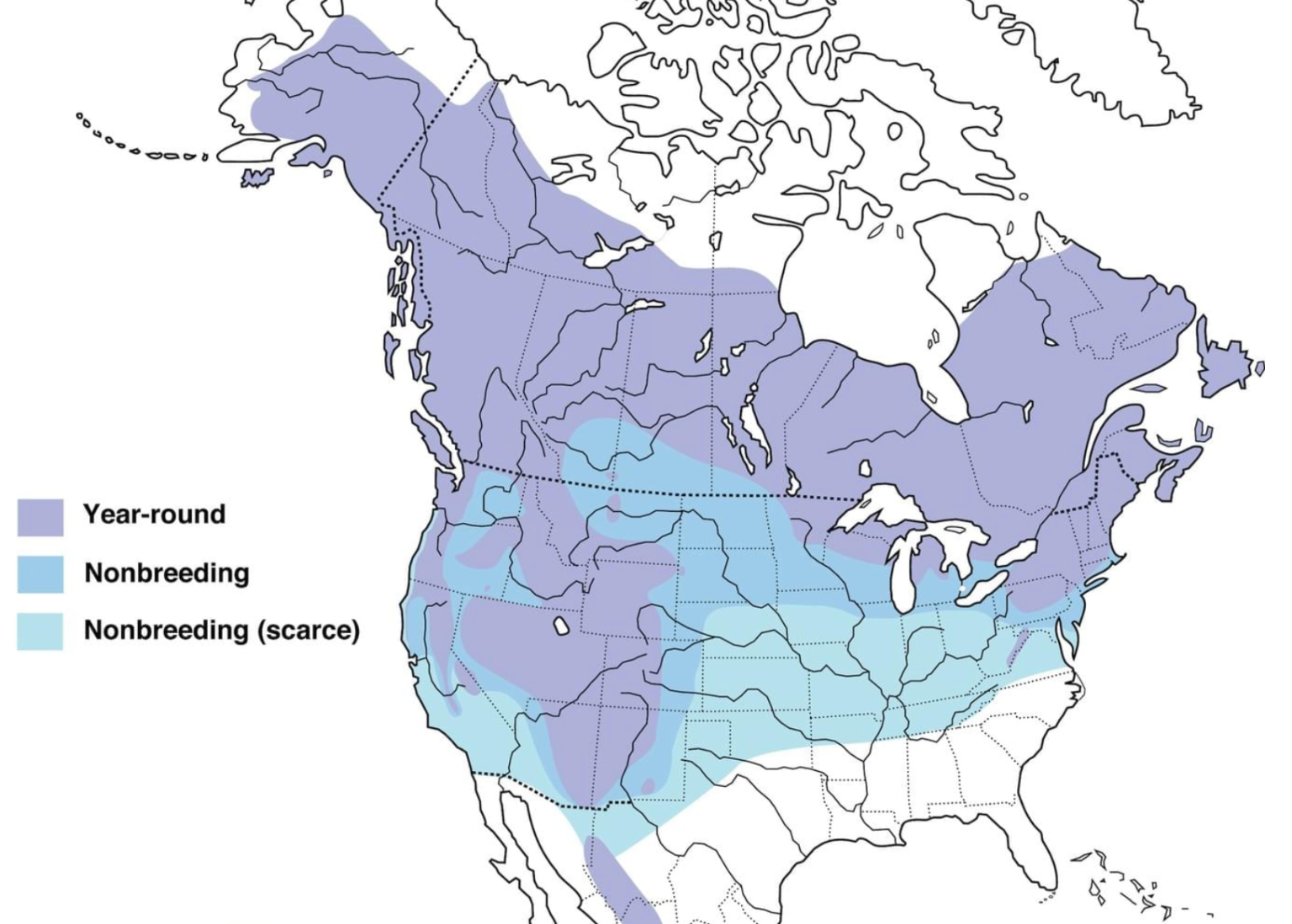 10 Types of Hawks That Live in Utah! (2022) - Bird Watching HQ