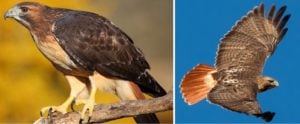 19 Birds of Prey Found in Virginia! (COMMON) - Bird Watching HQ