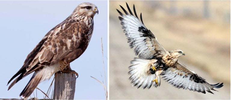 11 Types of Hawks That Live in Nevada! (2025) - Bird Watching HQ