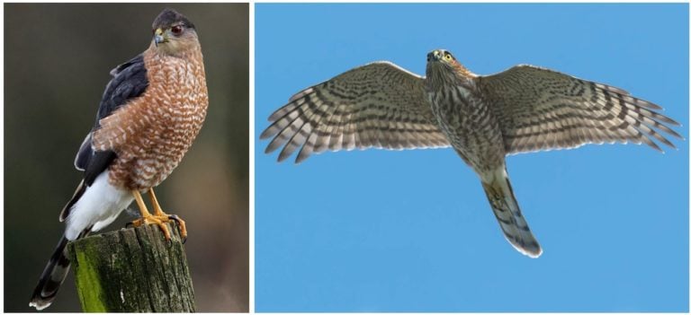 19 Birds of Prey Found in Virginia! (COMMON) - Bird Watching HQ