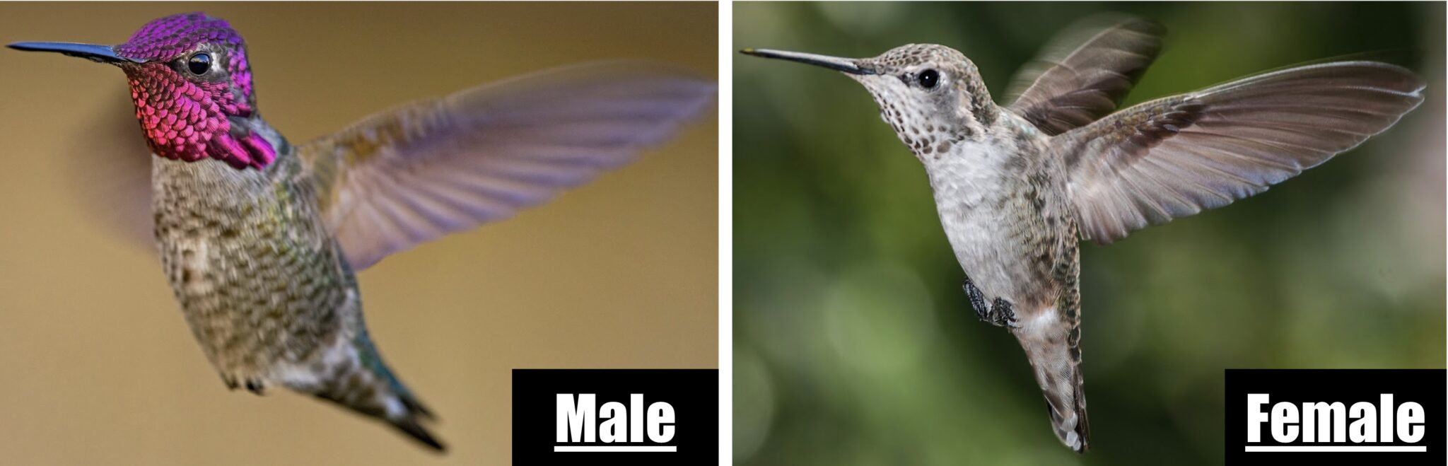 5 Hummingbird Species Found in Alberta (2024) - Bird Watching HQ