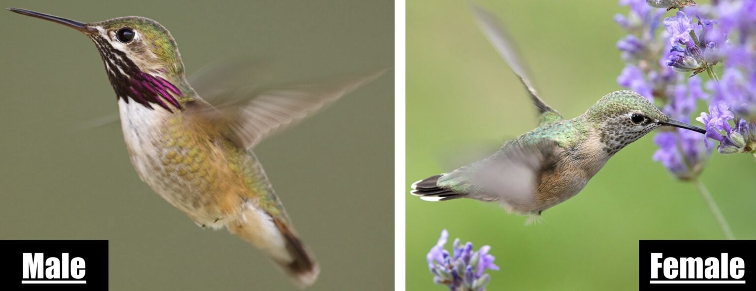 8 Types of Hummingbirds Found in Texas (ID Guide!) - Bird Watching HQ