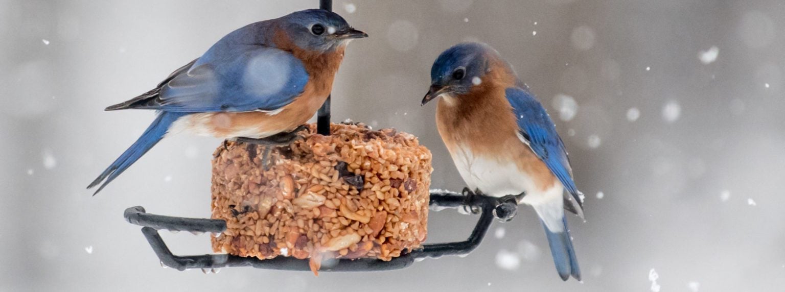 The 3 Bluebird Species Found in the United States! (2025) - Bird ...
