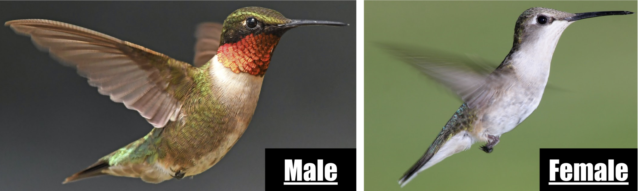 8 Types of Hummingbirds Found in Texas (ID Guide!) - Bird Watching HQ