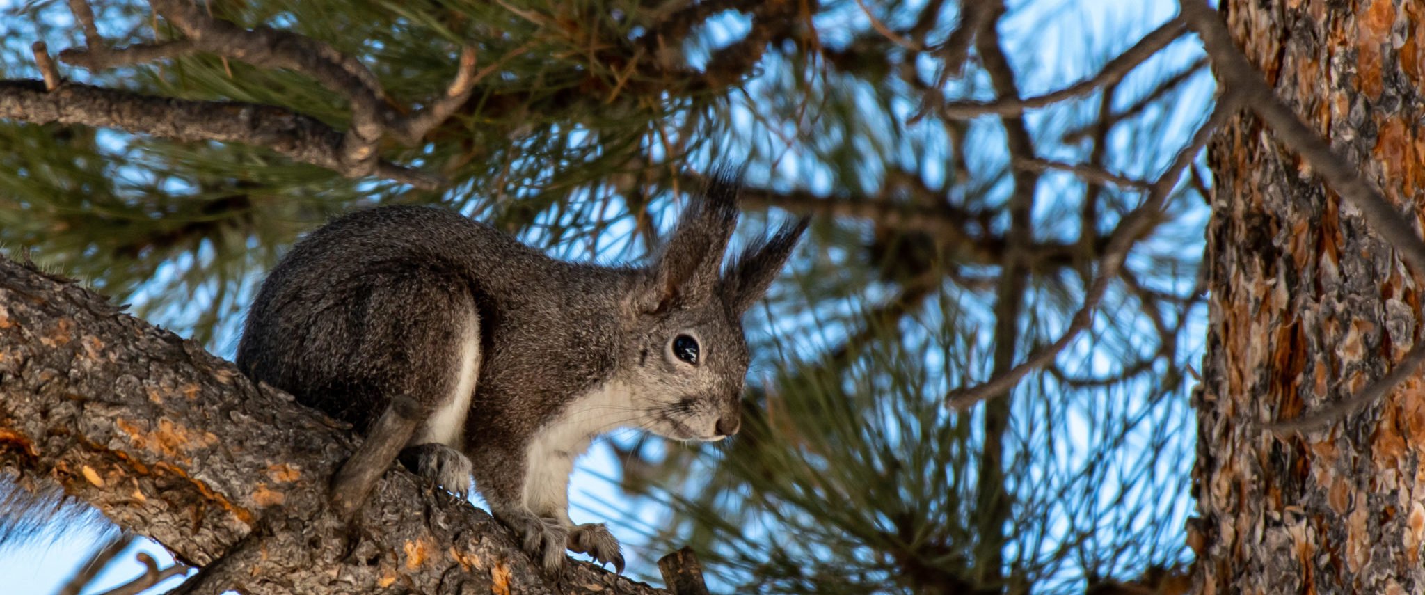 The 10 Types of Squirrels Found in the United States! (2023) - Bird ...
