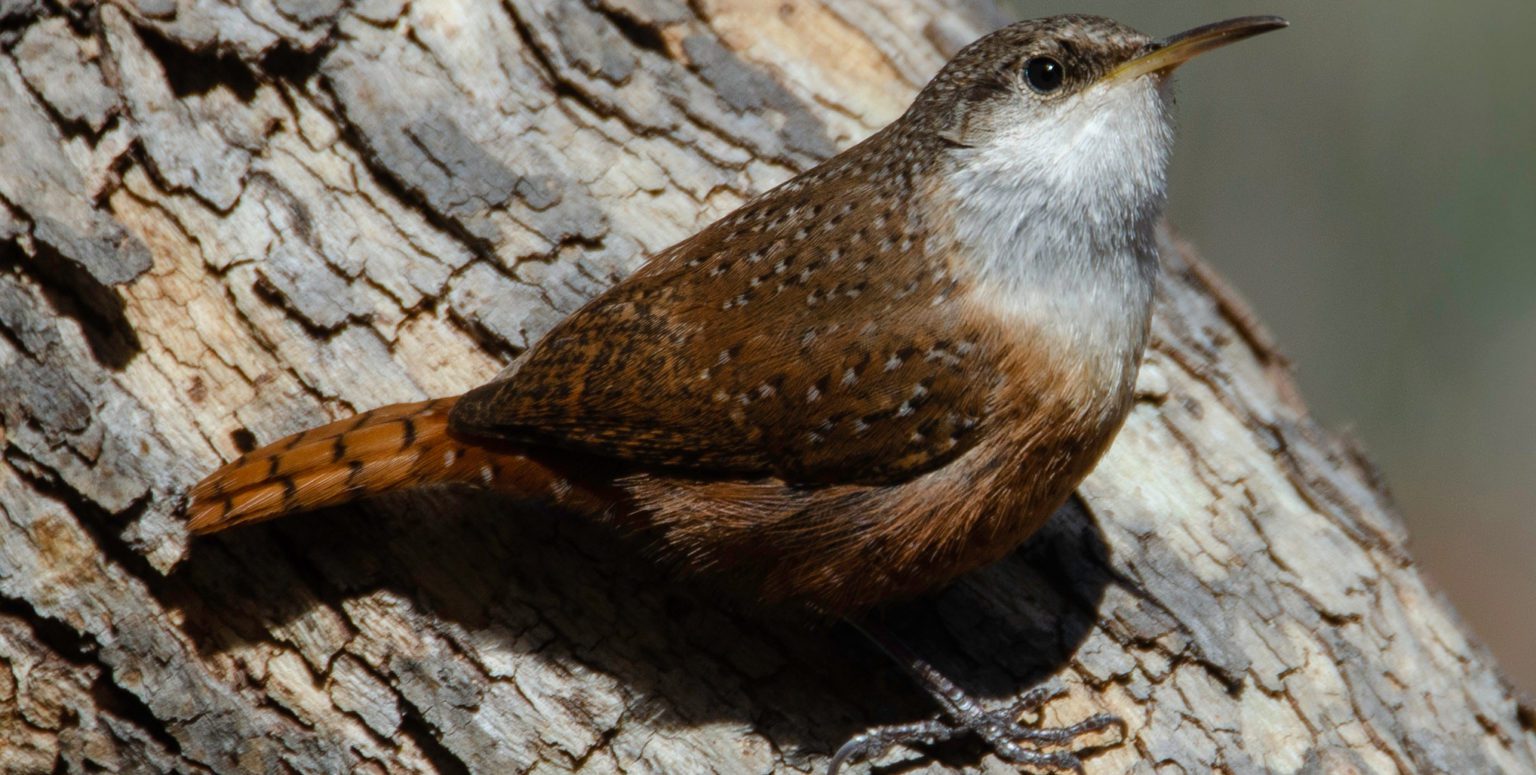 10 Wren Species in the United States! (ID Guide) - Bird Watching HQ