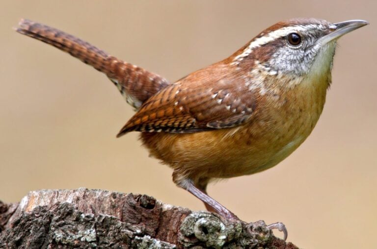 18 SMALL Birds that live in Ohio (2025) - Bird Watching HQ