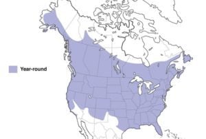 35 MOST Common Birds in Indiana! (2023) - Bird Watching HQ