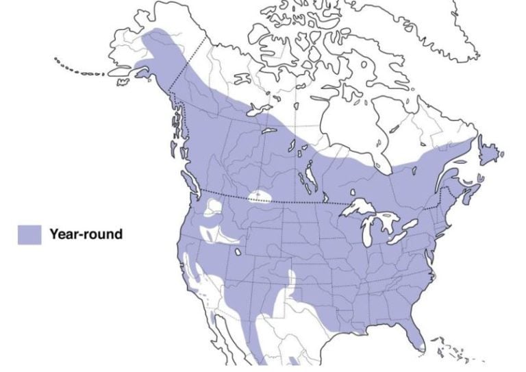 7 Types of Woodpeckers Found in Illinois! (2025) - Bird Watching HQ