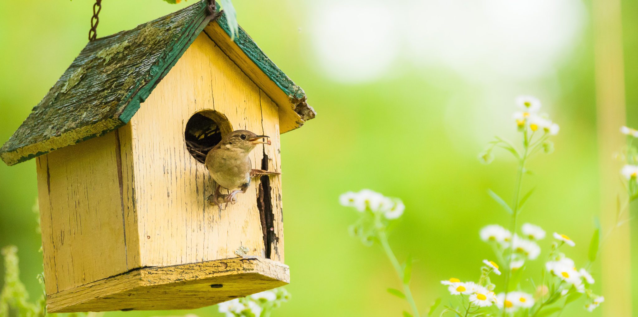 6 Wren Species in Arkansas! (ID Guide) - Bird Watching HQ