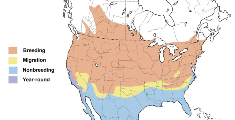 The 34 MOST Common Birds in Nevada! (2023) - Bird Watching HQ