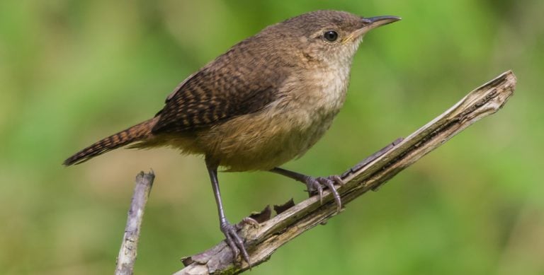 House Wren Calls, Songs, and Sounds! (w/ audio clips) - Bird Watching HQ