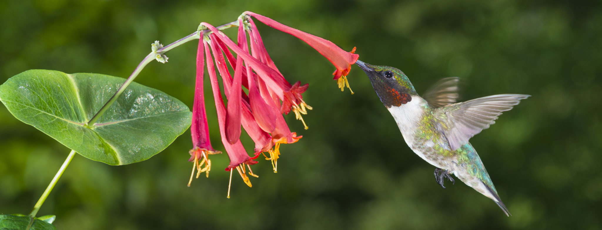 5 Hummingbird Species Found in Alberta (2024) - Bird Watching HQ