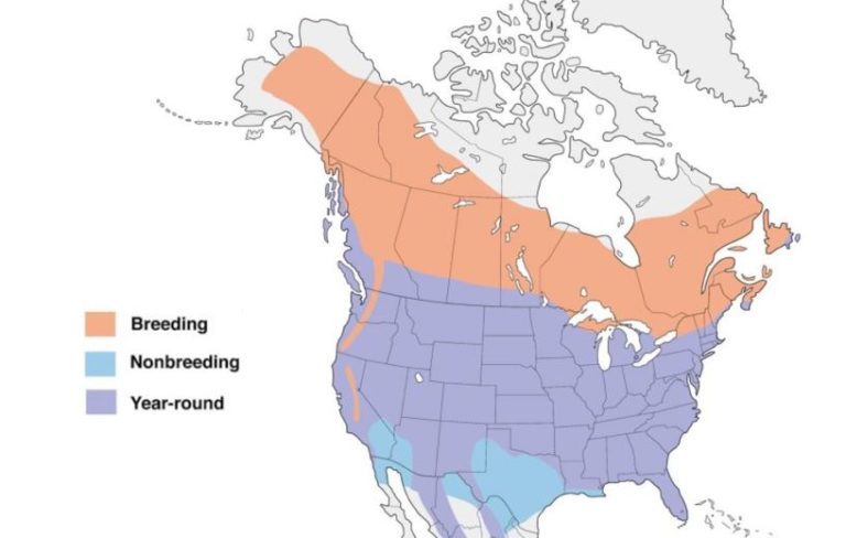 7 Types of Woodpeckers Found in Indiana! (2025) - Bird Watching HQ