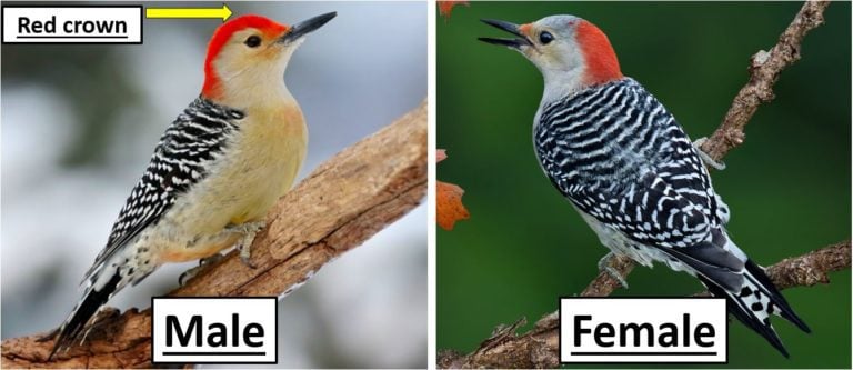 12 Types of Red Birds Found In Michigan! (ID GUIDE) - Bird Watching HQ