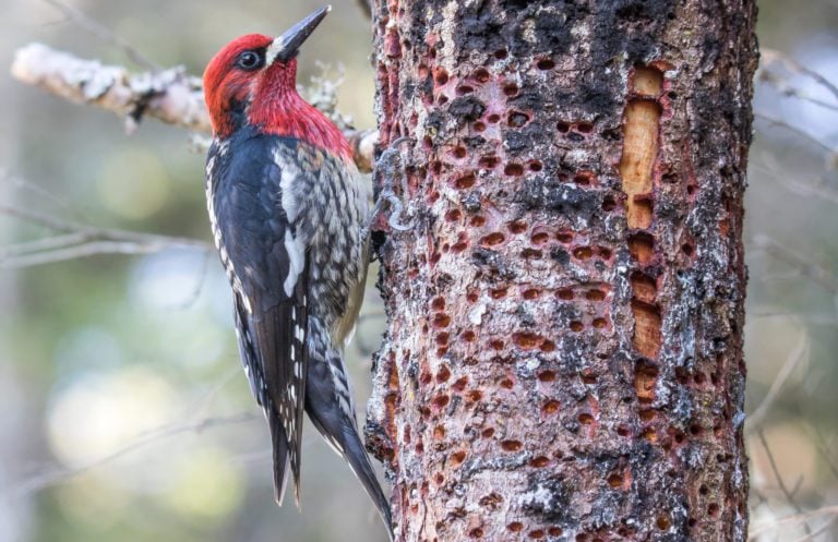 9 Types of Red Birds Found In California! (ID GUIDE) - Bird Watching HQ