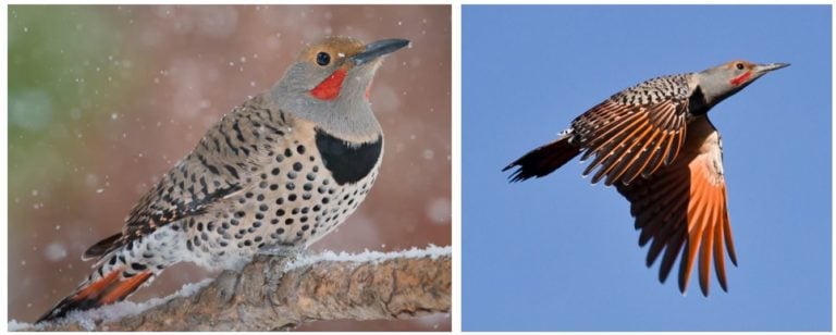 10 MOST Common Birds Found in Portland, OR (2025) - Bird Watching HQ