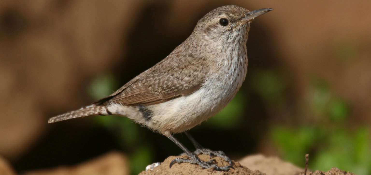 10 Wren Species in the United States! (ID Guide) - Bird Watching HQ