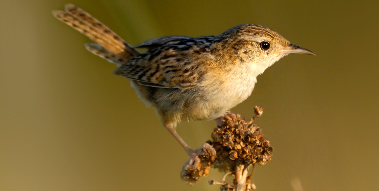 5 Wren Species in Georgia! (ID Guide) - Bird Watching HQ