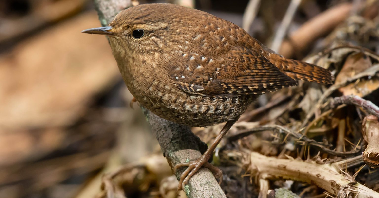10 Wren Species in the United States! (ID Guide) - Bird Watching HQ