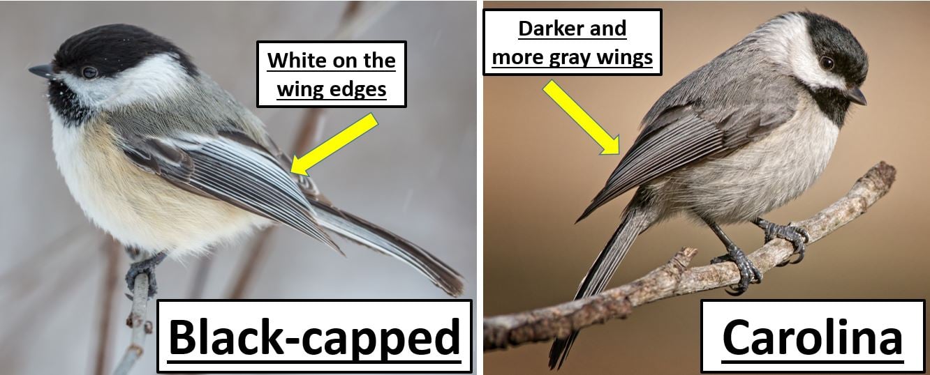 5 Types of Chickadees in the United States! (2026) - Bird Watching HQ